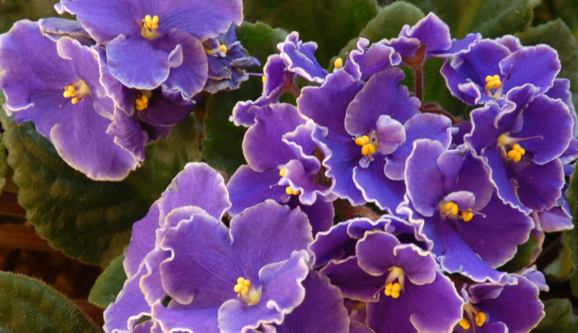 Flora – Images by Laur